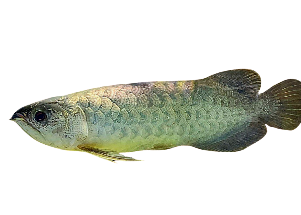 Bintong Arowana Farm