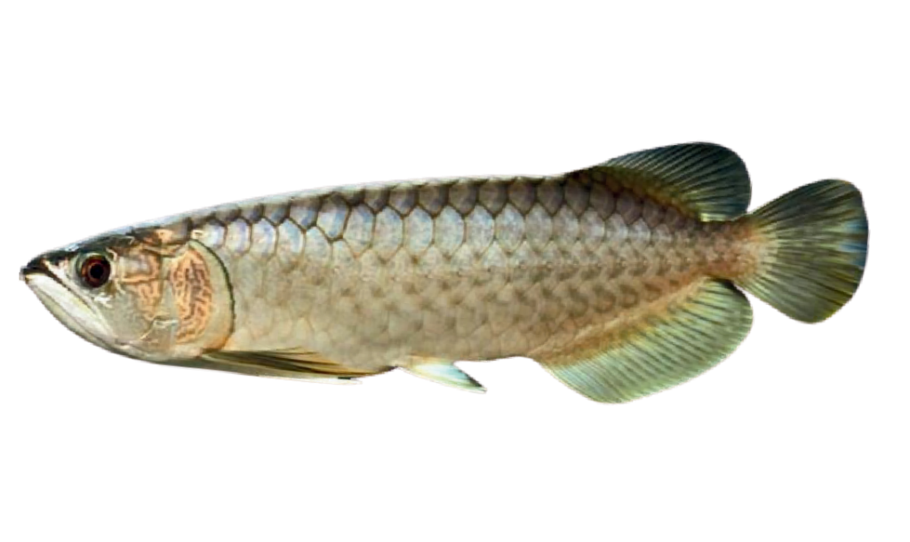 Bintong Arowana Farm