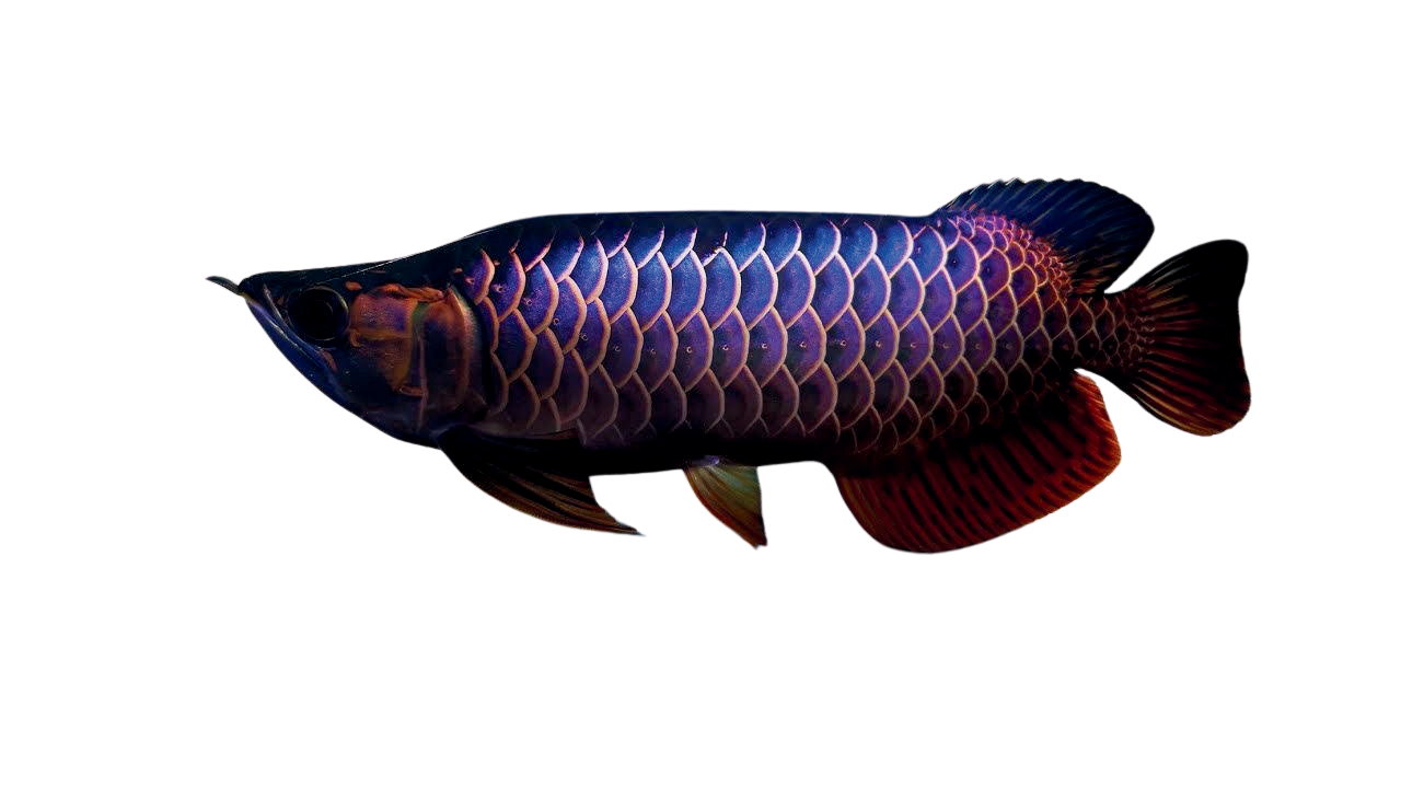 Bintong Arowana Farm