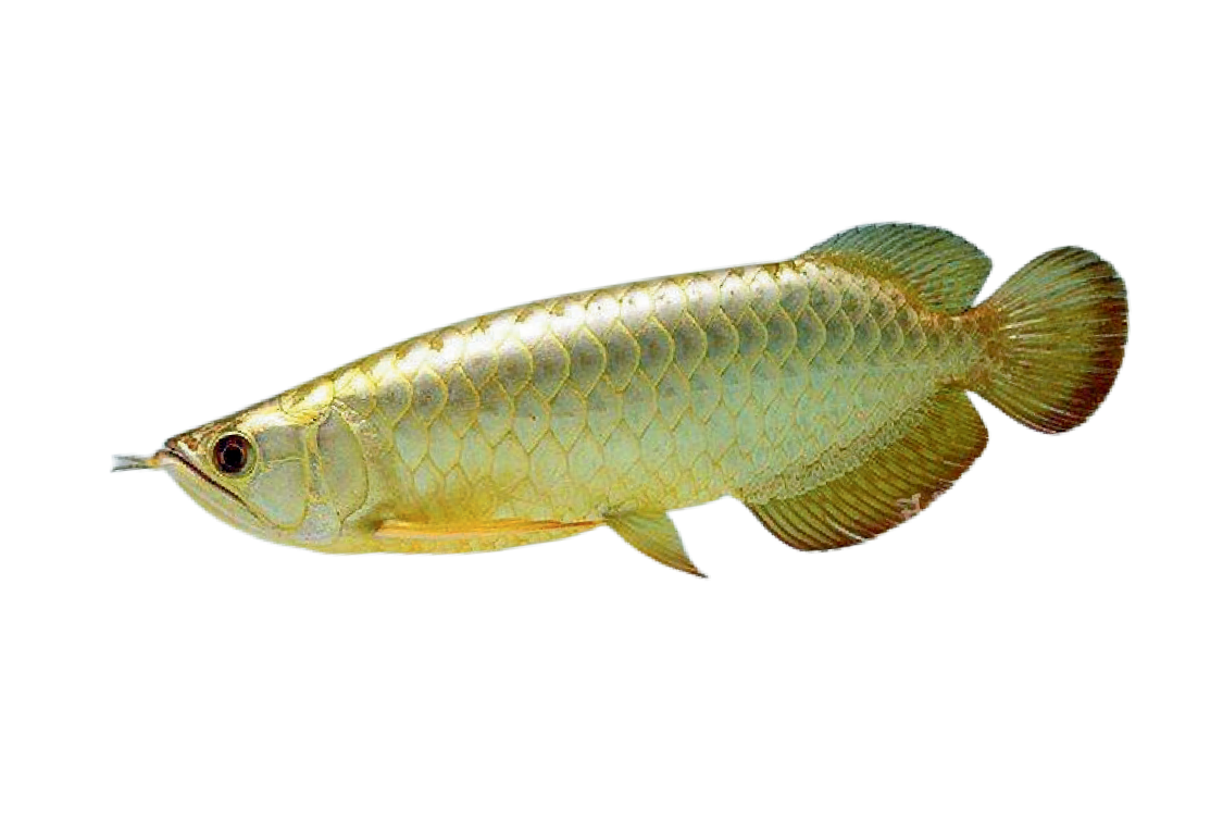 Bintong Arowana Farm