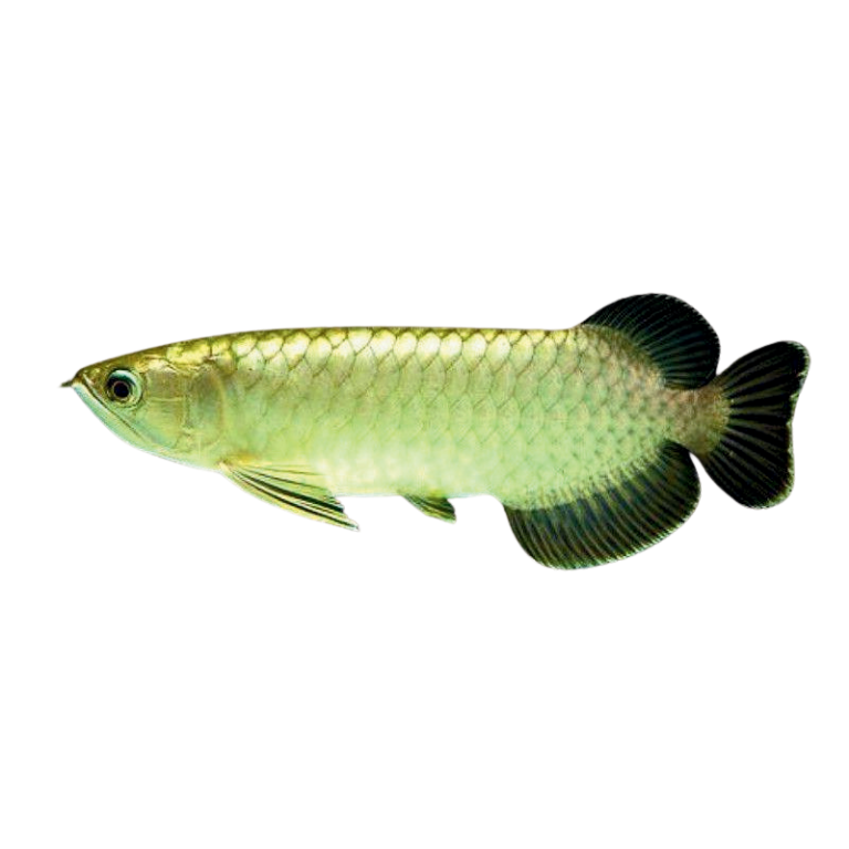 Bintong Arowana Farm