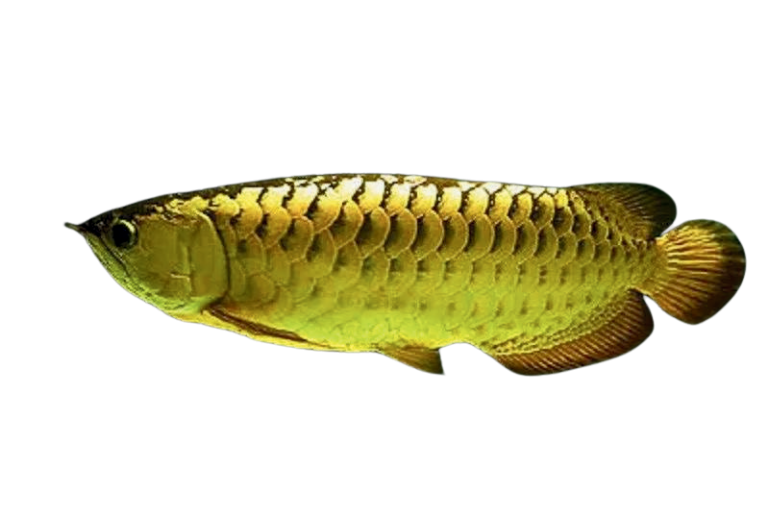 Bintong Arowana Farm