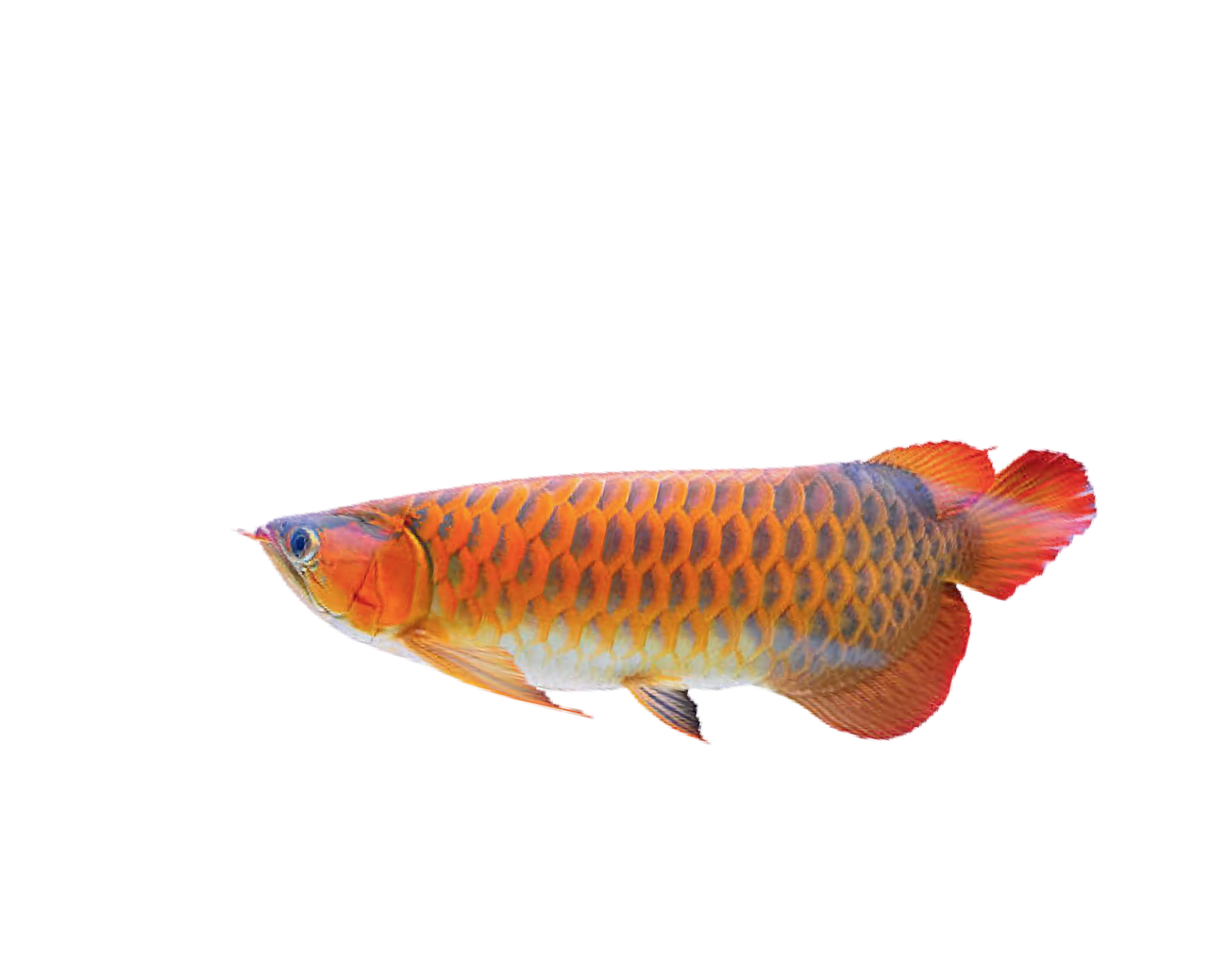 Bintong Arowana Farm