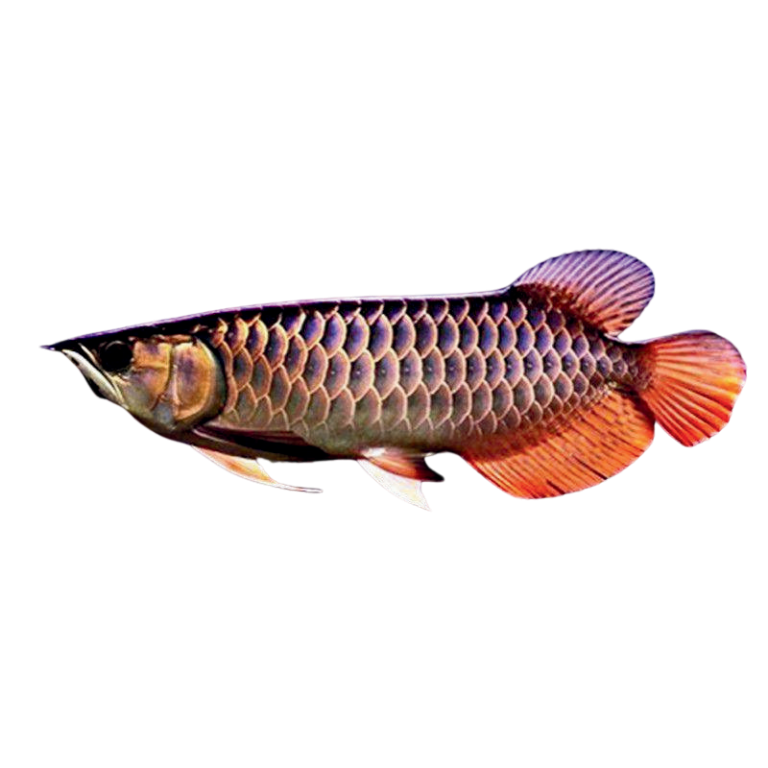 Bintong Arowana Farm